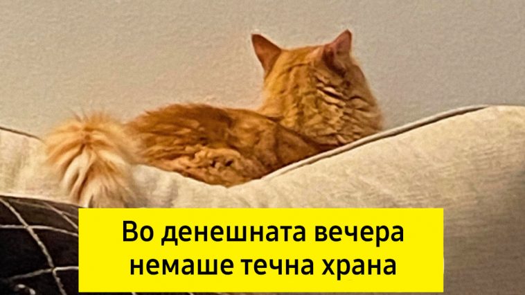 Како правилно да галите милениче? – Навалица